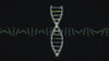 People With Tails! And Other Strange Examples of Atavism - The Bioneer